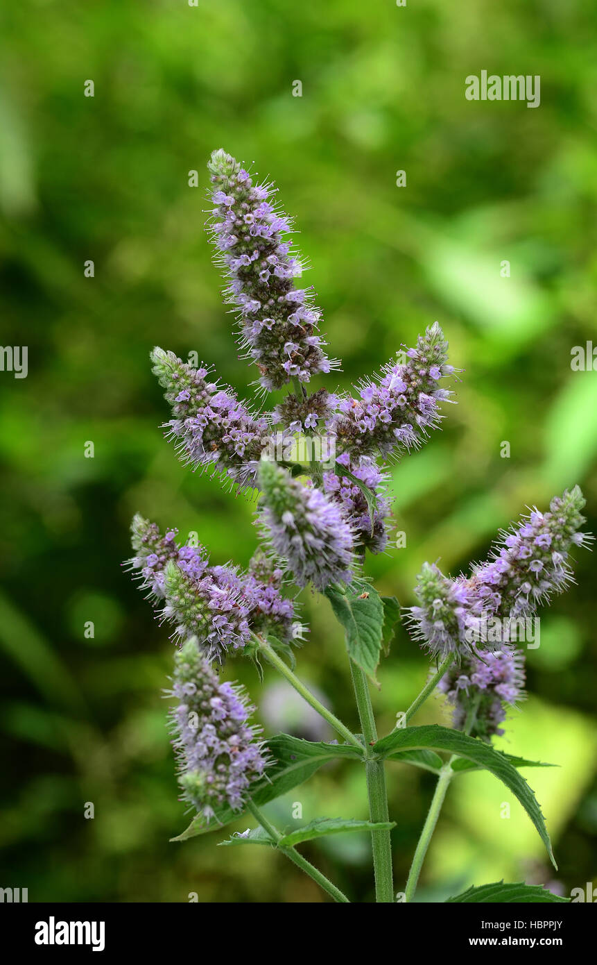 horse mint, flower, blossom Stock Photo - Alamy