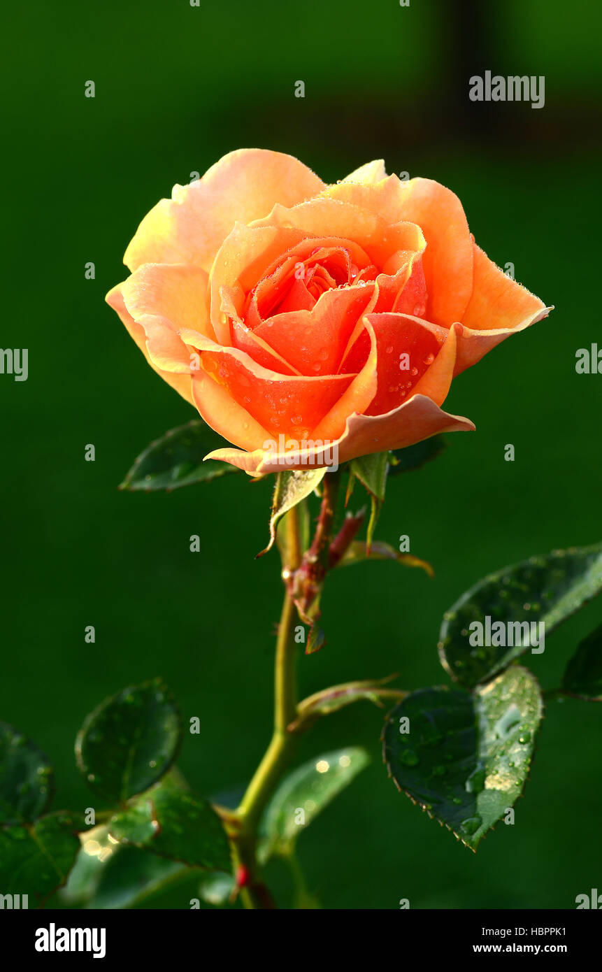 Rose, blossom, salmon-colored Stock Photo - Alamy