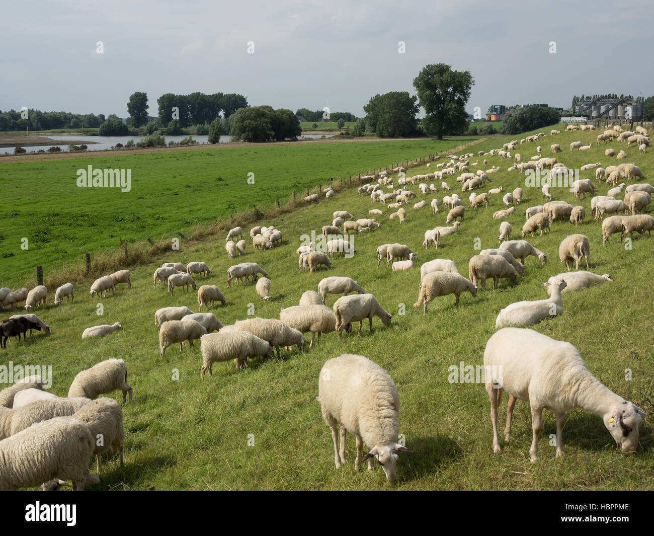 Tree sheeps hi-res stock photography and images - Alamy