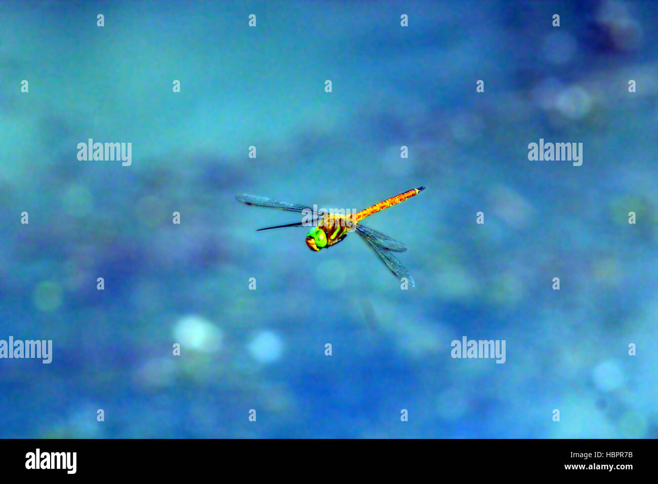 dragonfly in flight on the blue light background Stock Photo - Alamy