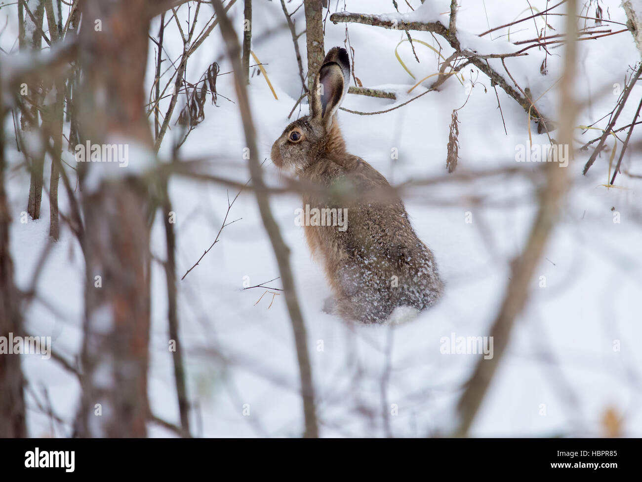 Rabbit forest hi-res stock photography and images - Alamy
