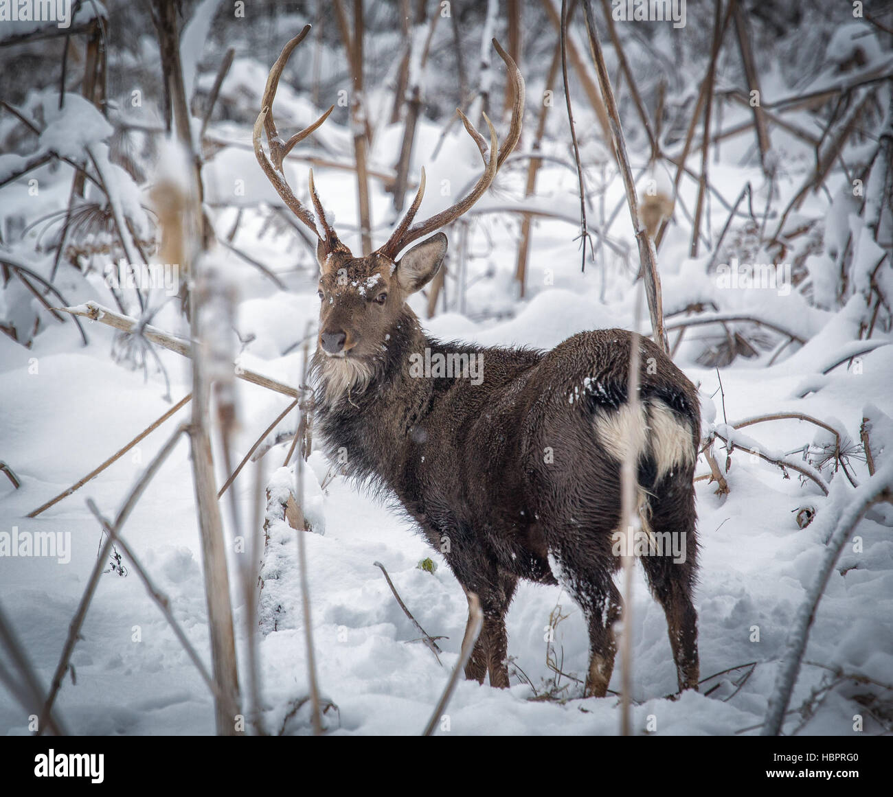 Deer in the Russian winter forest Stock Photo - Alamy