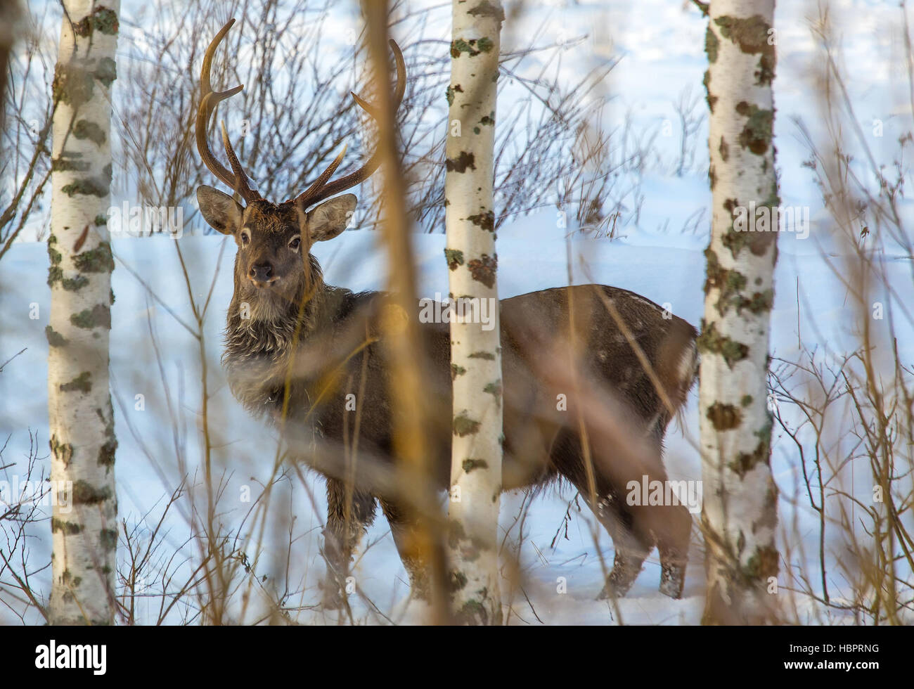 Russian forest hi-res stock photography and images - Alamy