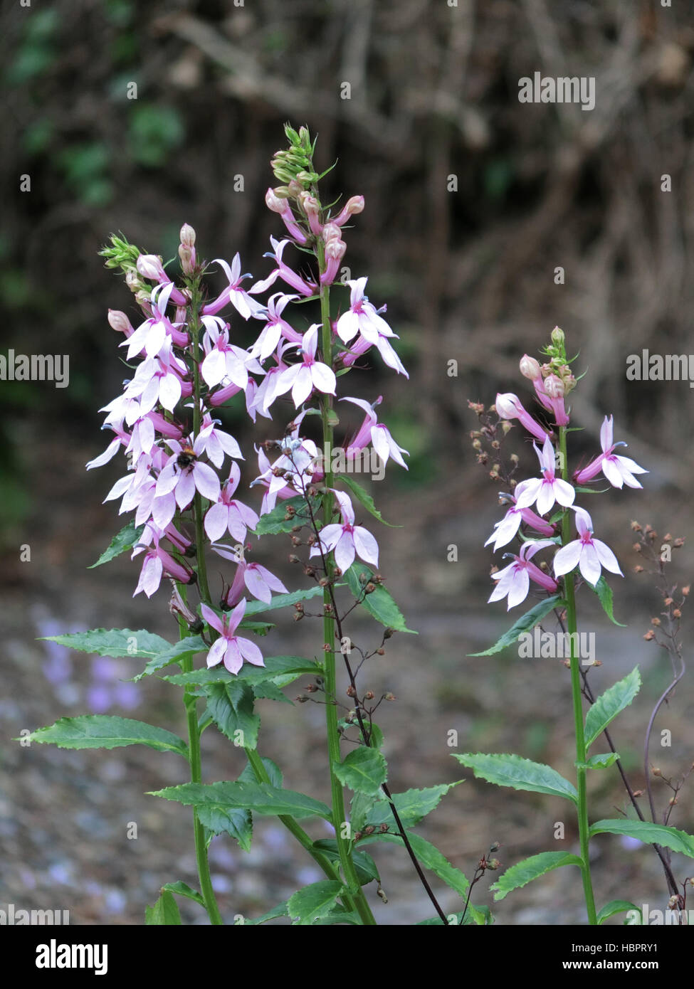 Lobelia compton pink hi-res stock photography and images - Alamy