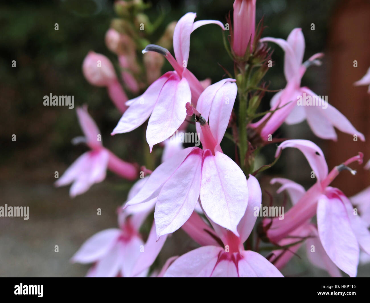 Lobelia 'Compton Pink' in Flower Stock Photo - Alamy