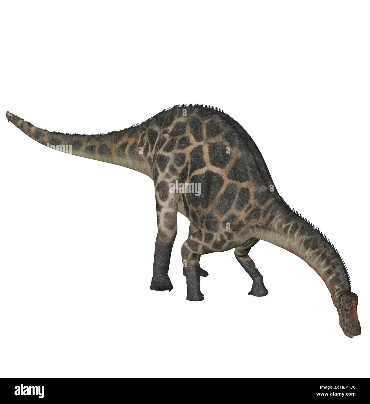 Dicraeosaurus Skeleton