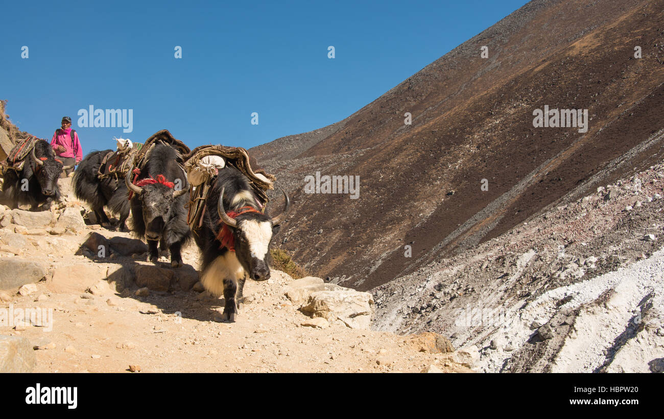 Yaks carrying goods down the mountain on Everest Base Camp trek route Stock Photo - Alamy