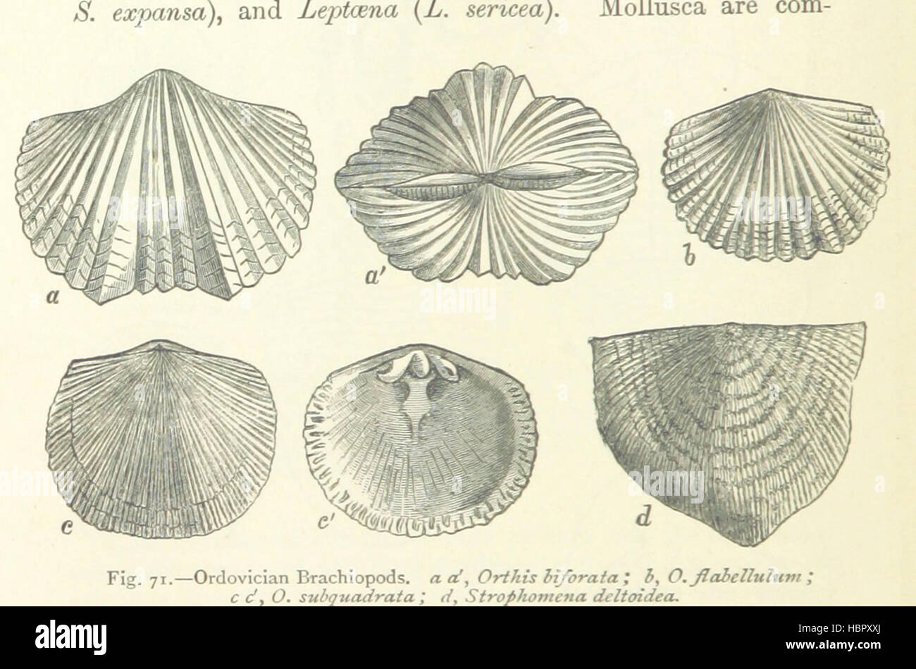 An Intermediate Text-Book of Geology. By C. Lapworth ... Founded on the ...