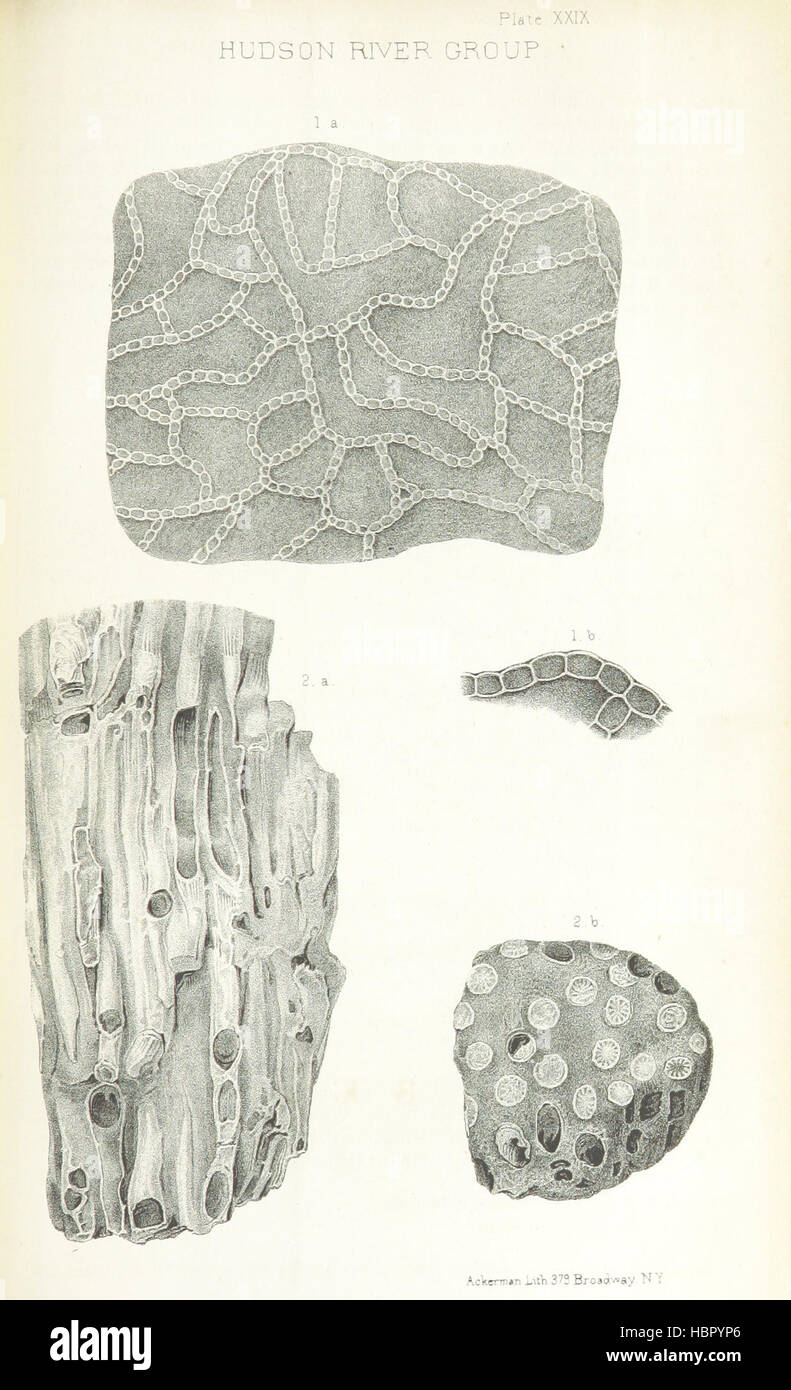 Illustration from page 543 of 'Report on the Geology,' providing ...