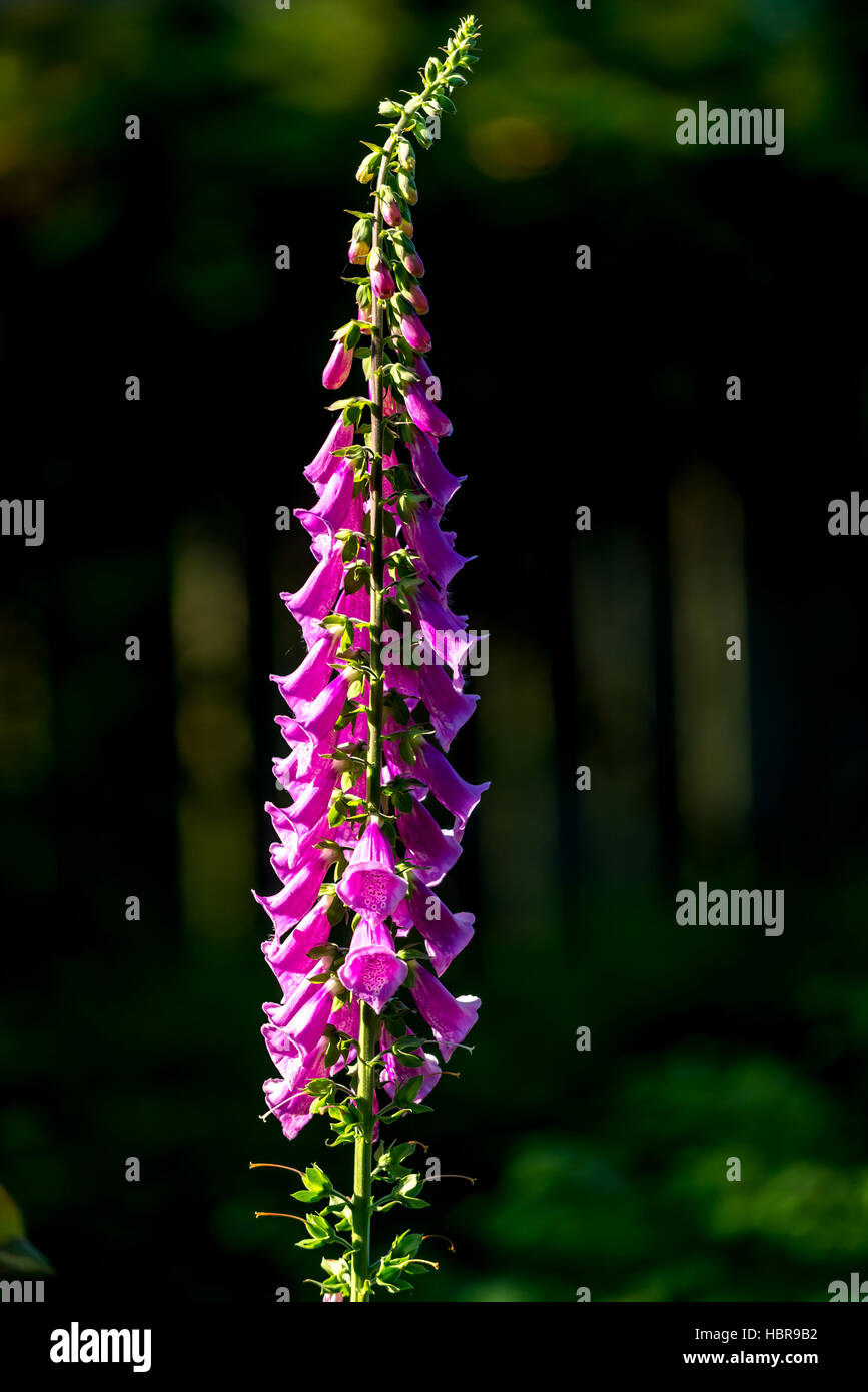 A peaceful gentle garden on Vashon Island in the Pacific Northwest of ...