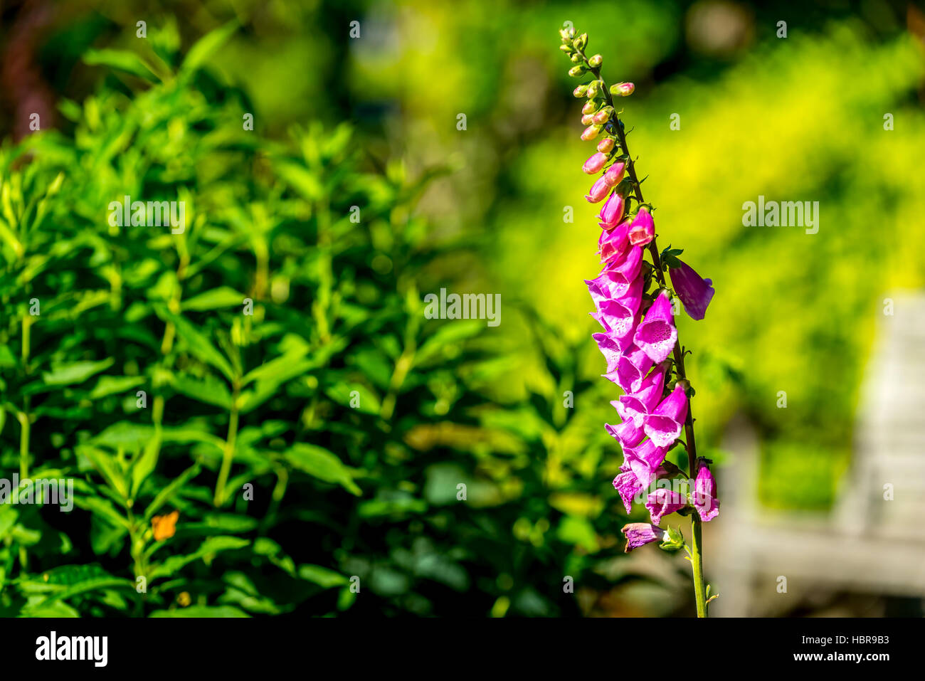 A peaceful gentle garden on Vashon Island in the Pacific Northwest of ...