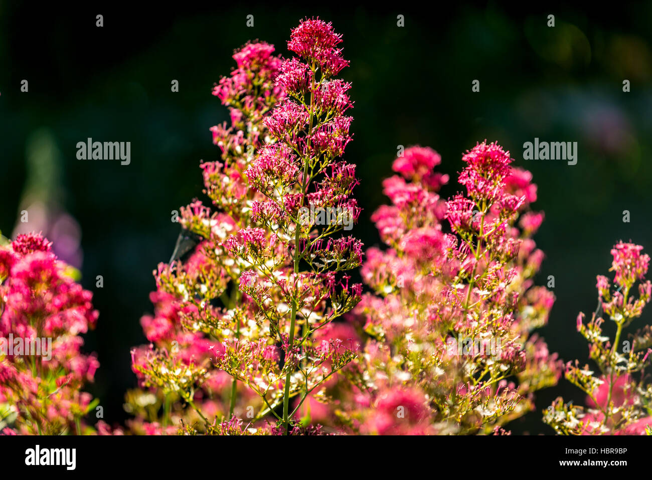 A peaceful gentle garden on Vashon Island in the Pacific Northwest of ...