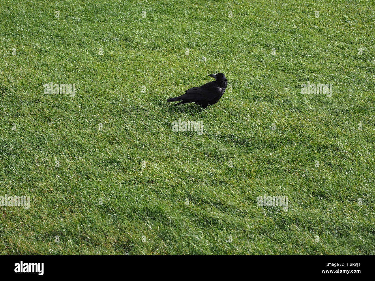 Crow bird animal Stock Photo - Alamy