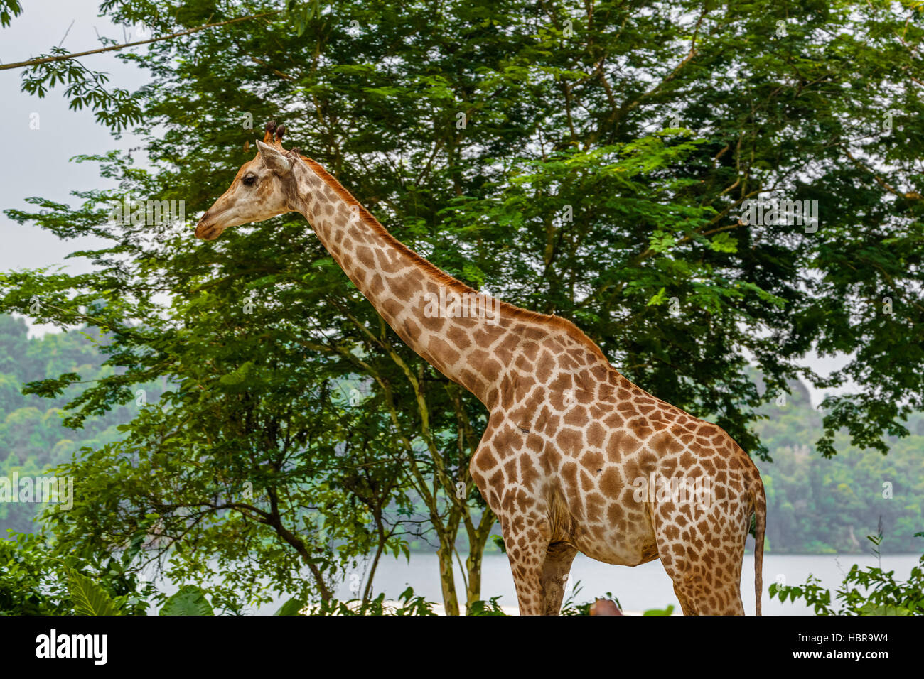 African giraffe hunting hi-res stock photography and images - Alamy