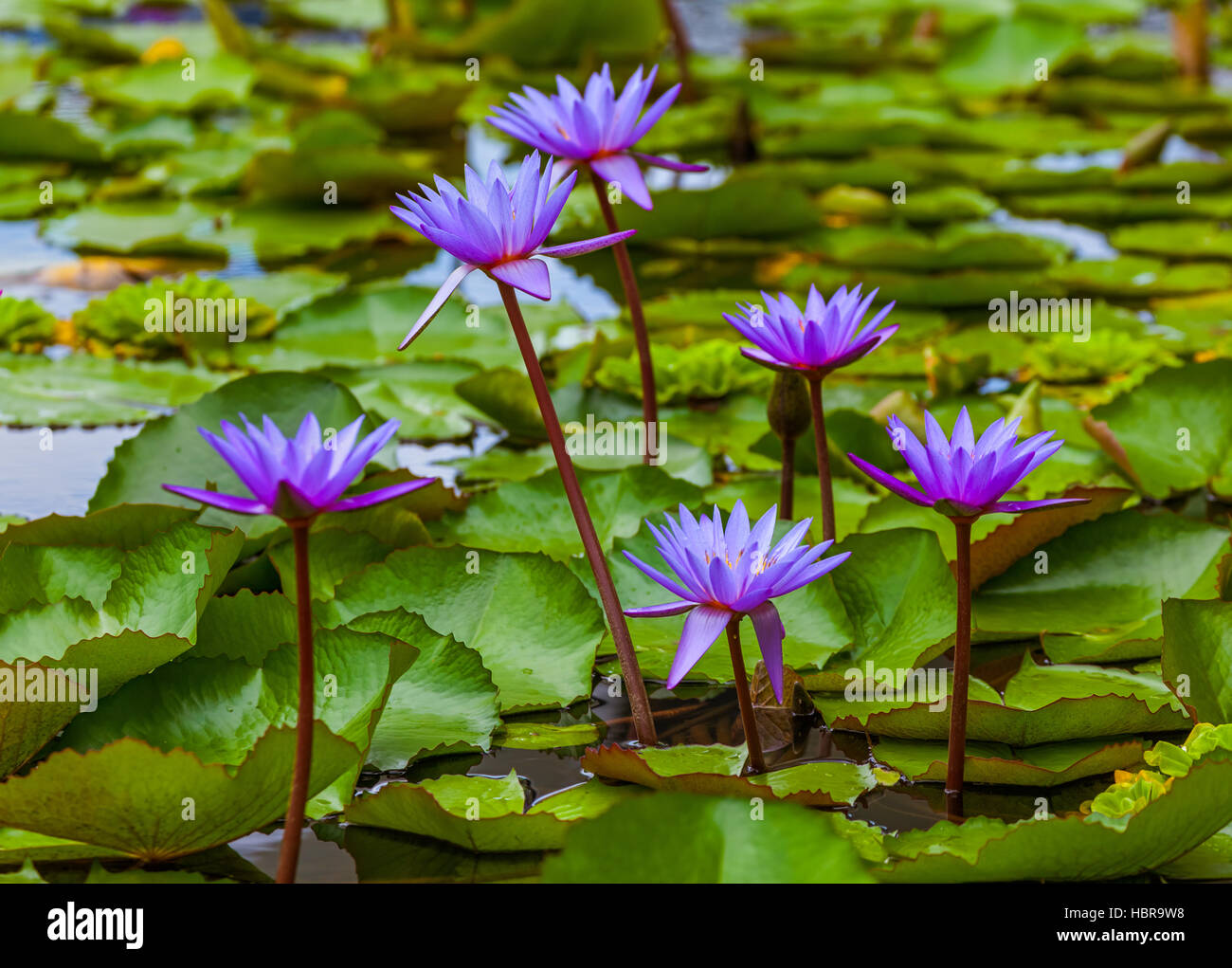 Violet water lilly hi-res stock photography and images - Alamy