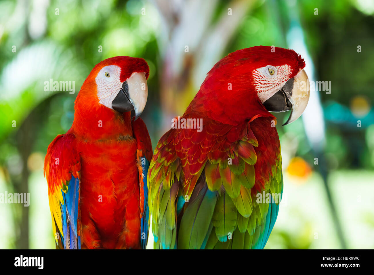 Parrots of indonesia hi-res stock photography and images - Alamy
