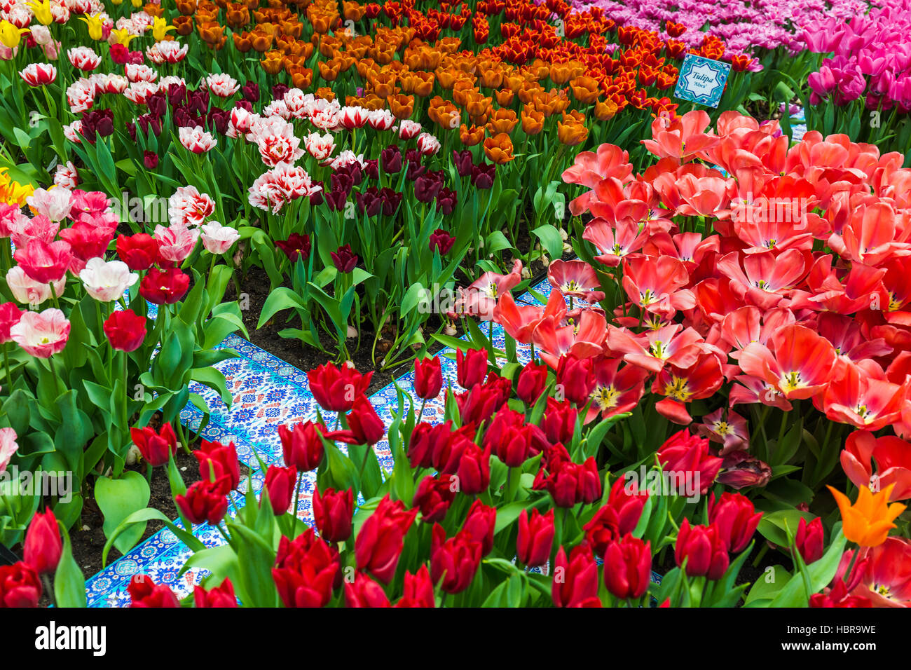 Flowers - nature floral background Stock Photo - Alamy