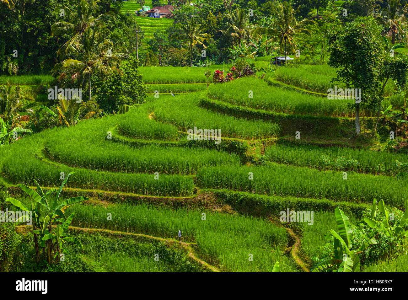 Rice fields - Bali island Indonesia Stock Photo - Alamy