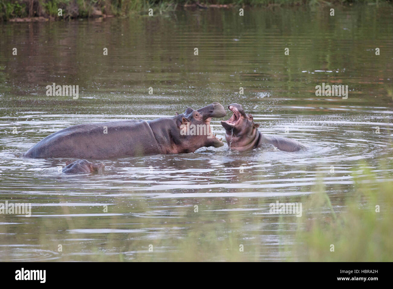 A a baby and juvenile hippopotamus (Hippopotamus amphibius) play ...