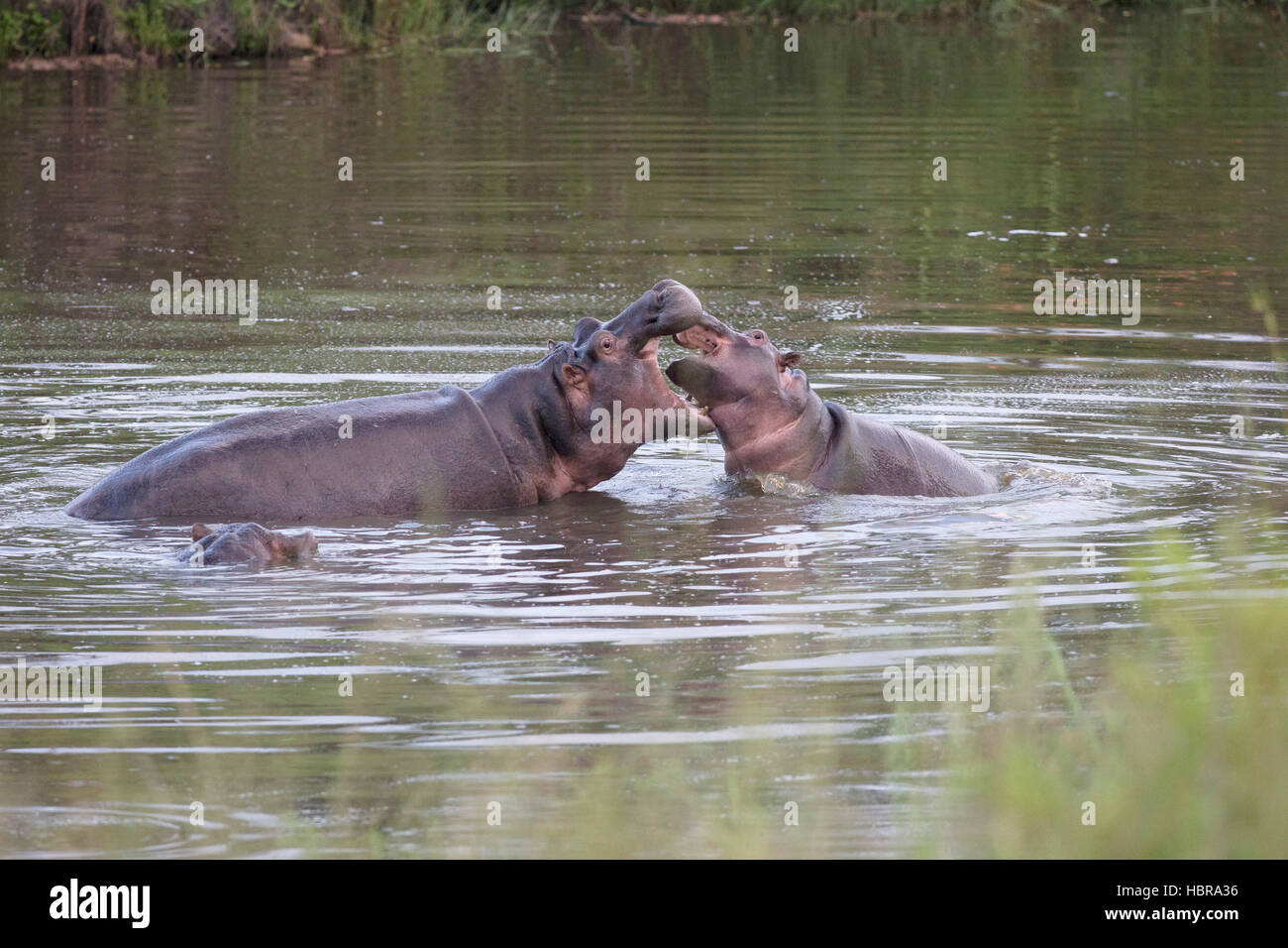 Hippopotamus bite hi-res stock photography and images - Alamy