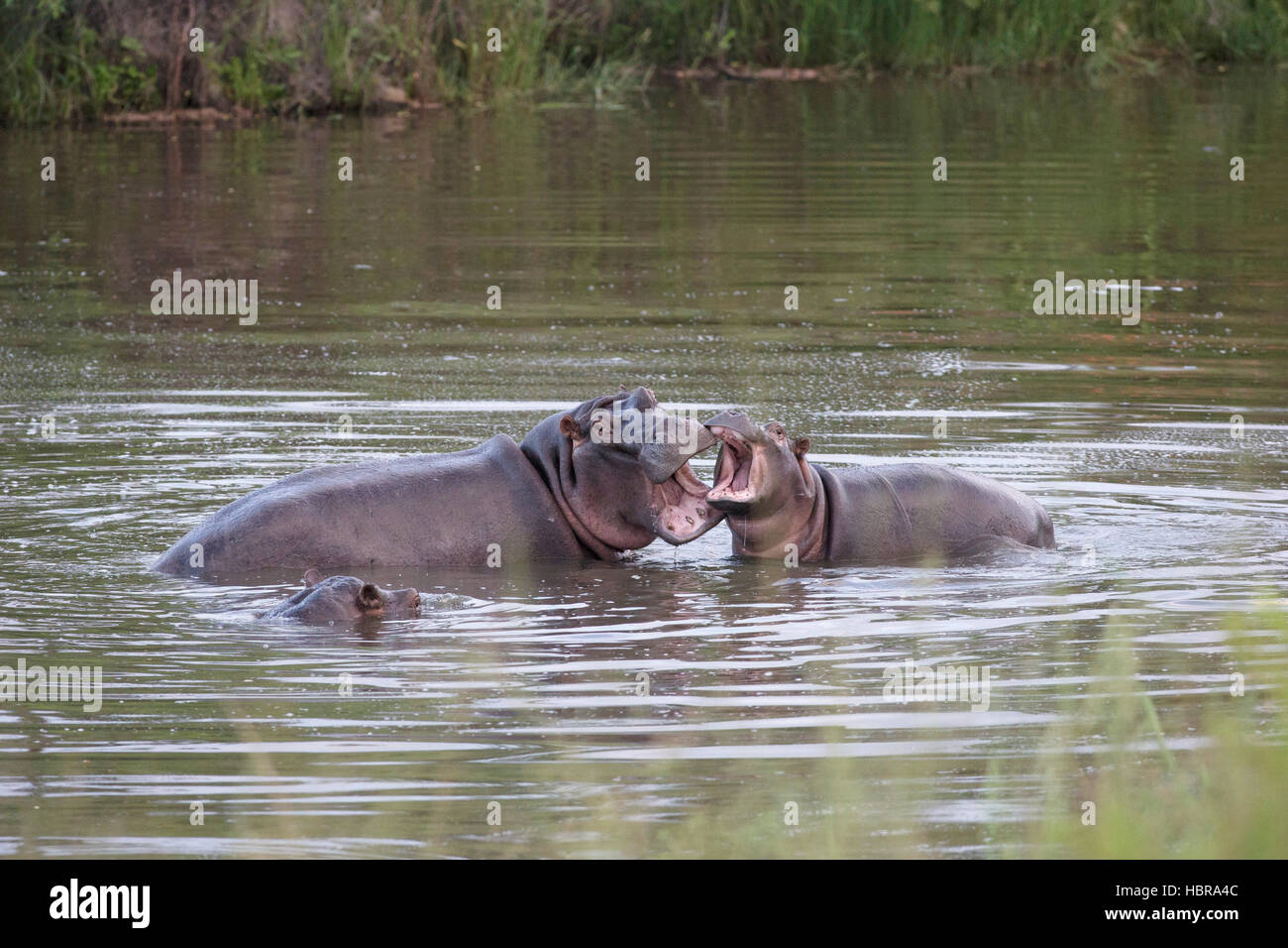 Learn to roar hi-res stock photography and images - Alamy
