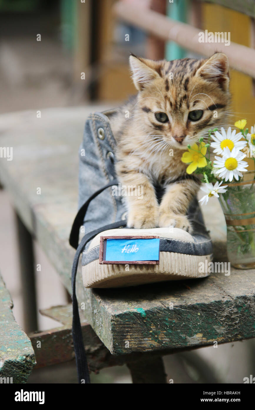Hello card. Kitten, flowers and an inscription Hello Stock Photo - Alamy