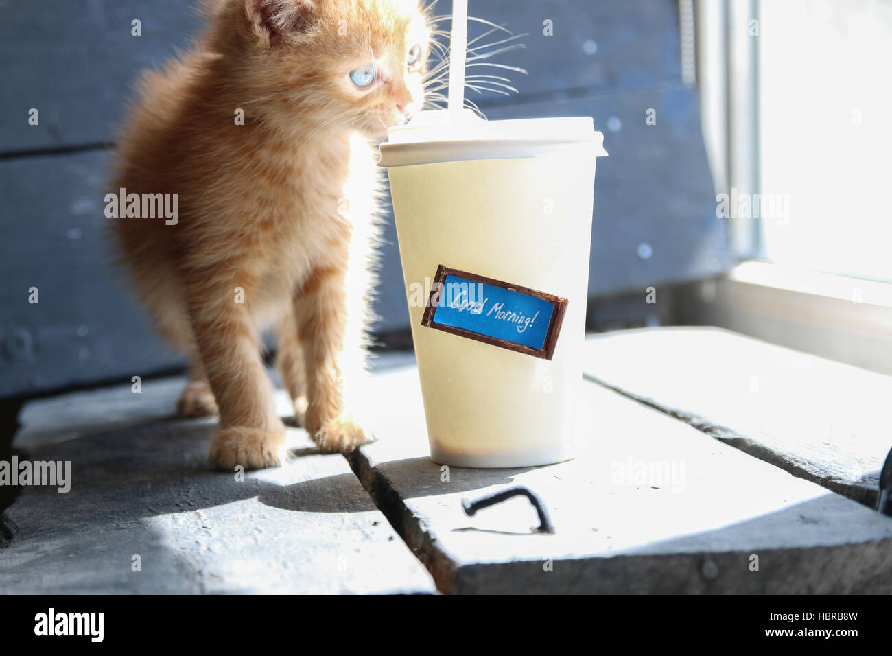 Good morning tag on coffee cup and ginger kitten on a window sill Stock ...
