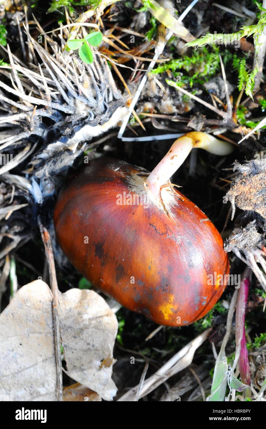 Chestnut when germinating Stock Photo - Alamy