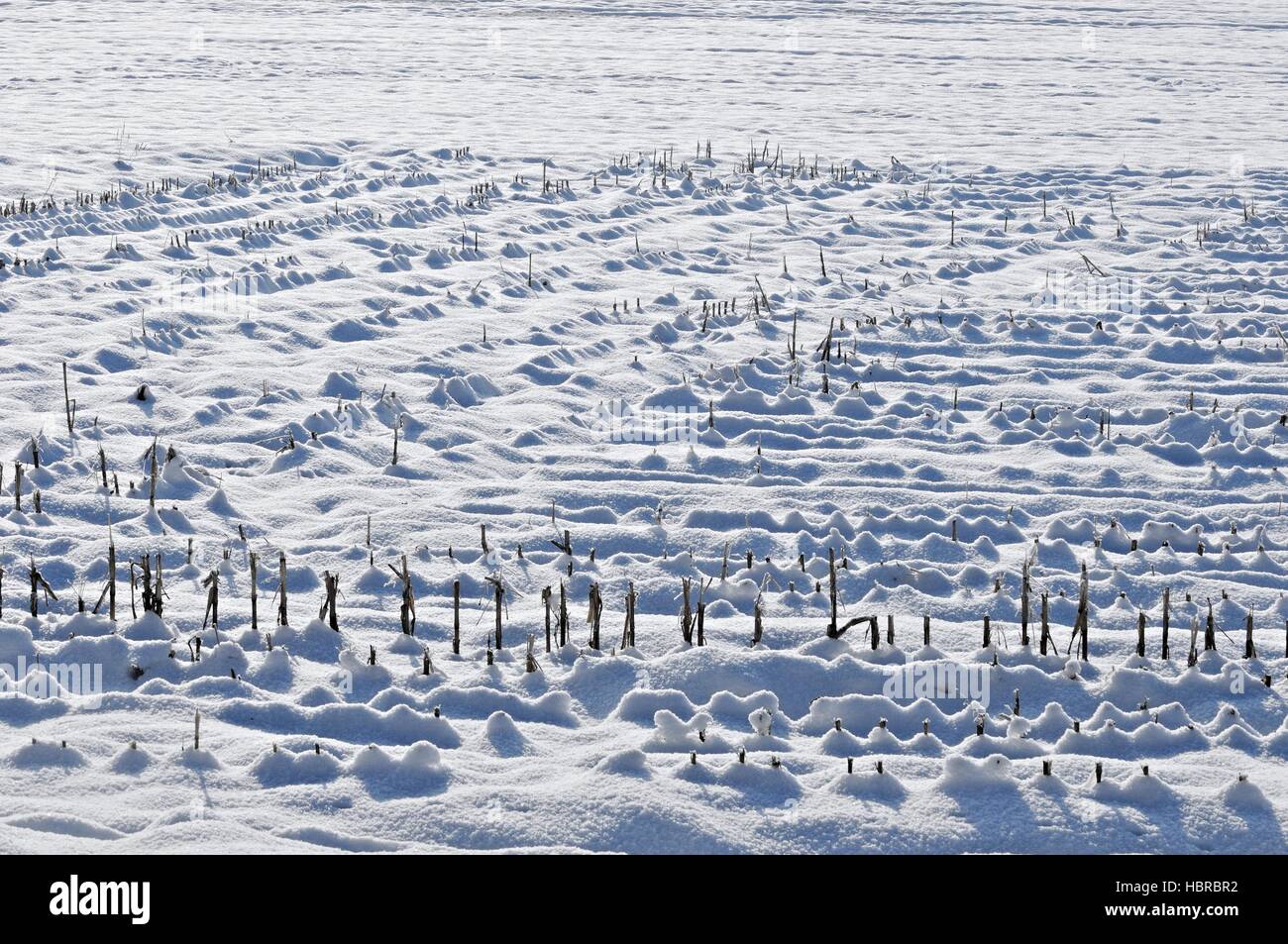 stubbles in the snow Stock Photo - Alamy