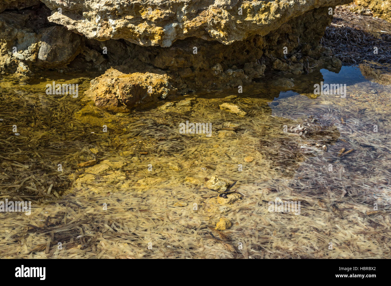 Bay grass hi-res stock photography and images - Alamy