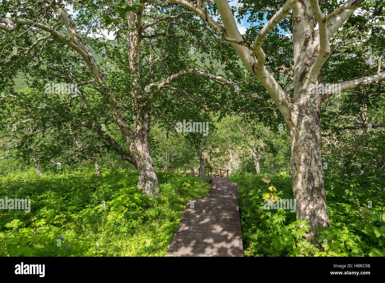 Wood trail and Birch Valley of Geysers Stock Photo - Alamy