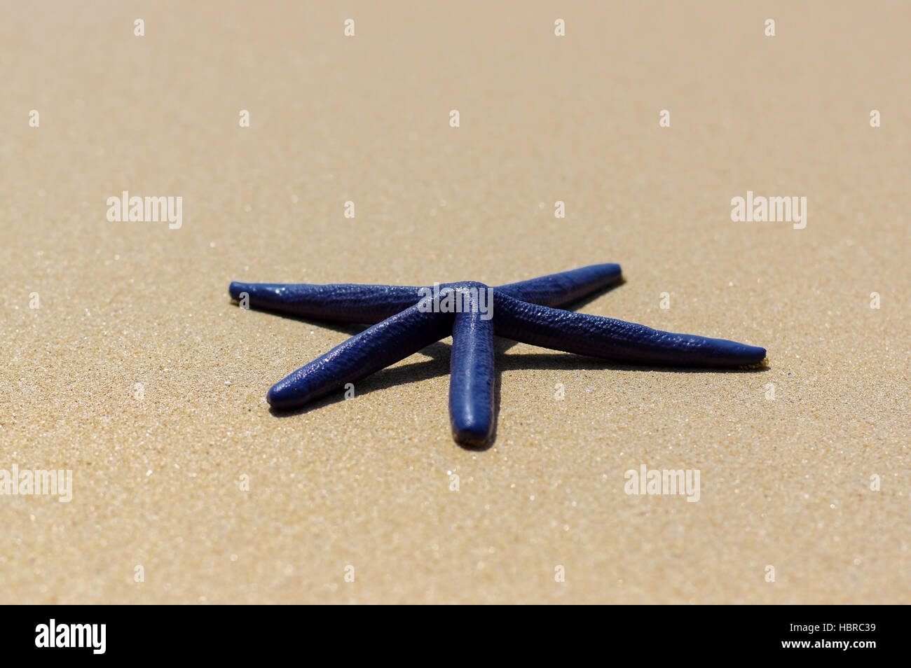 Blue starfish hi-res stock photography and images - Alamy