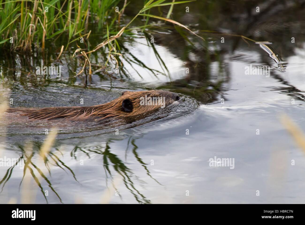 Canadian Beaver 2 Stock Photo - Alamy