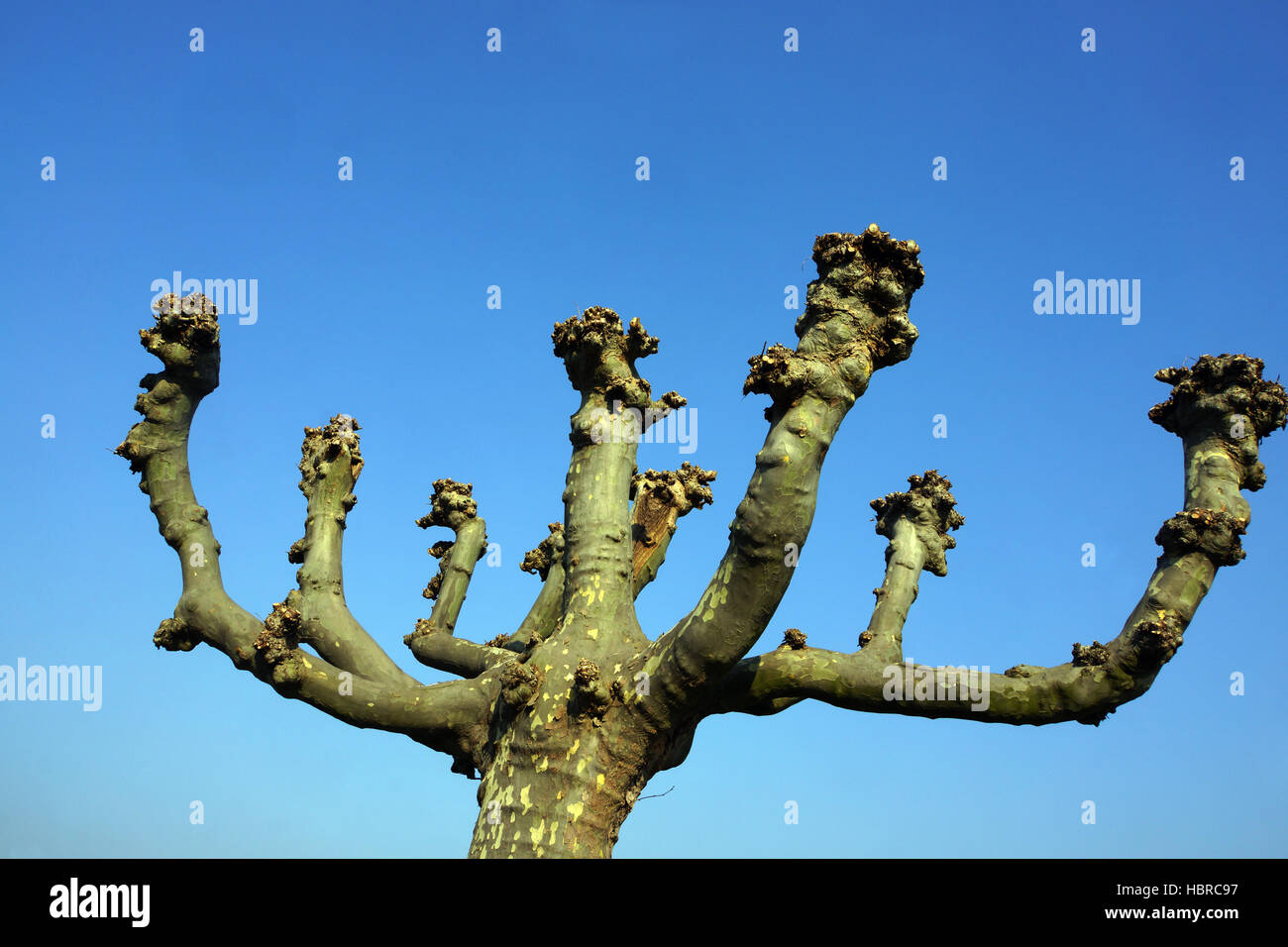 bald branches of a plane tree Stock Photo - Alamy