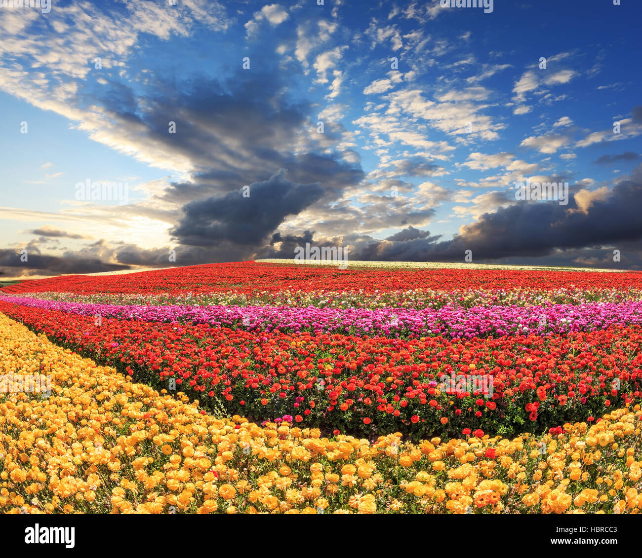 How to harvest ranunculus hi-res stock photography and images - Alamy