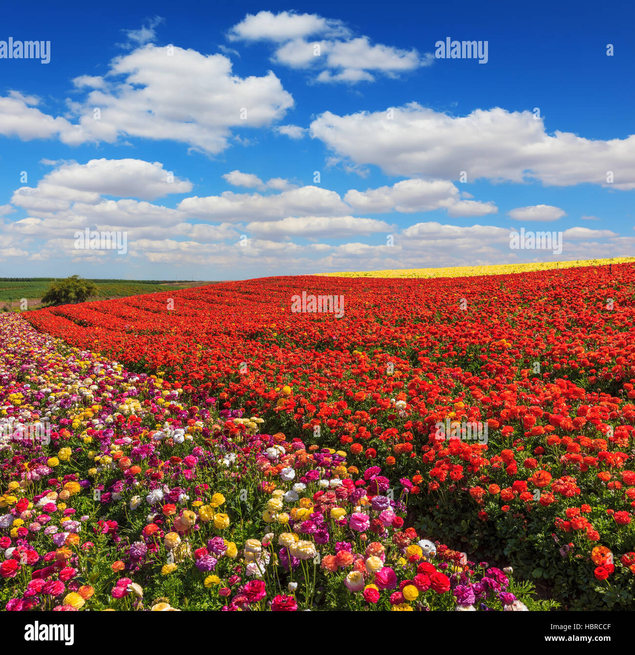 Bright and festive hi-res stock photography and images - Alamy