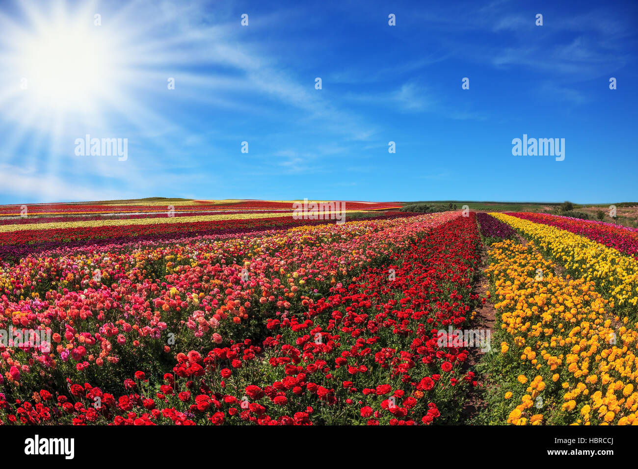 Bright spring sun Stock Photo - Alamy
