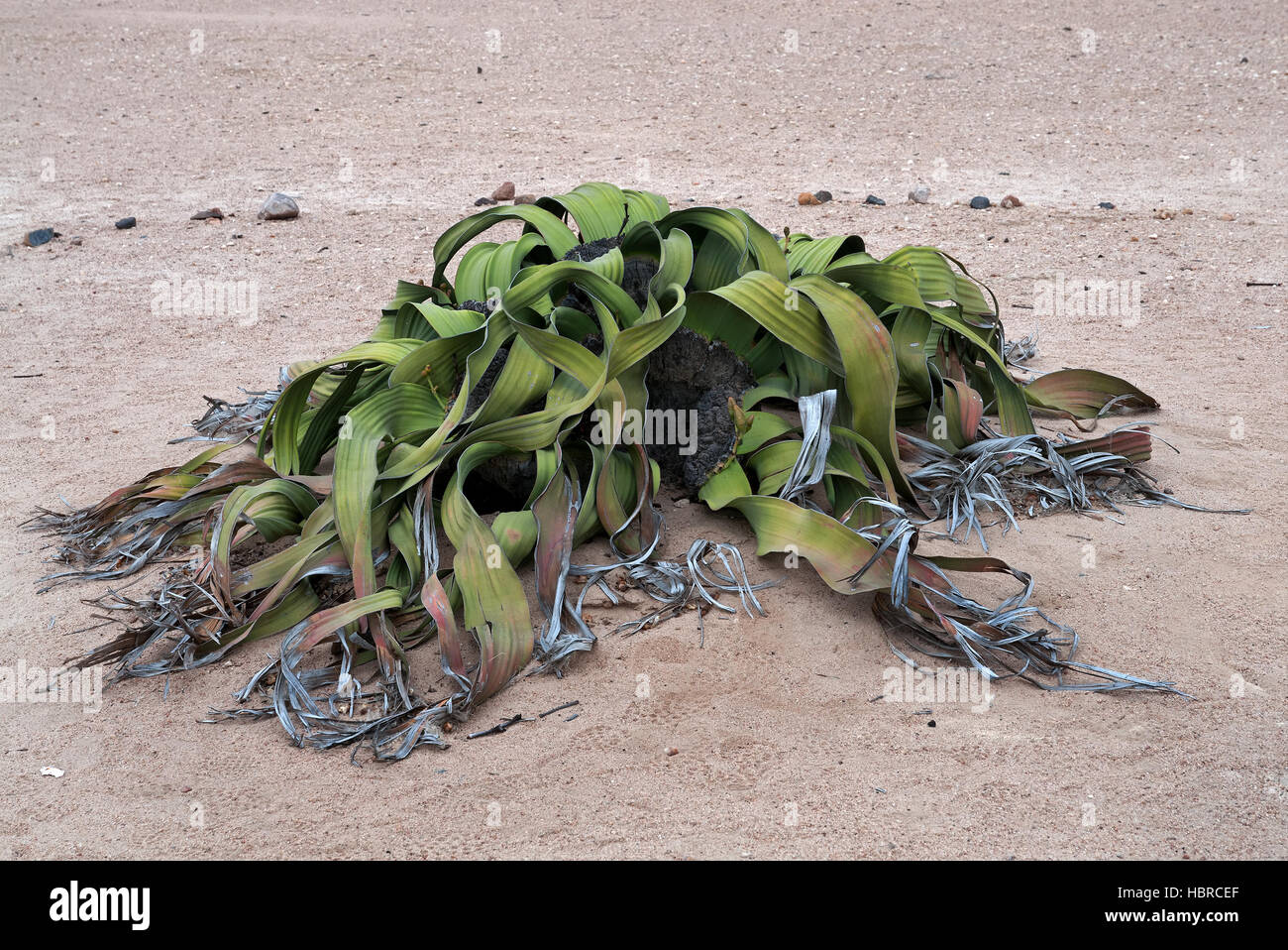 Welwitschia mirabilis Stock Photo - Alamy