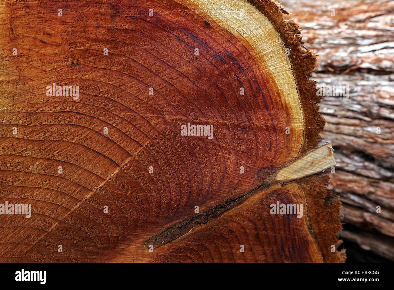 Ring tree hi-res stock photography and images - Alamy