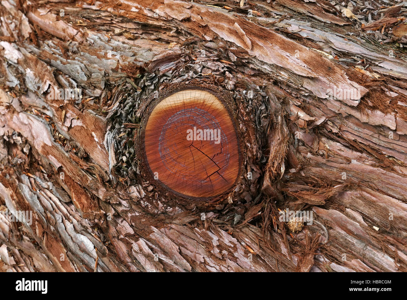 Tree ring hi-res stock photography and images - Alamy