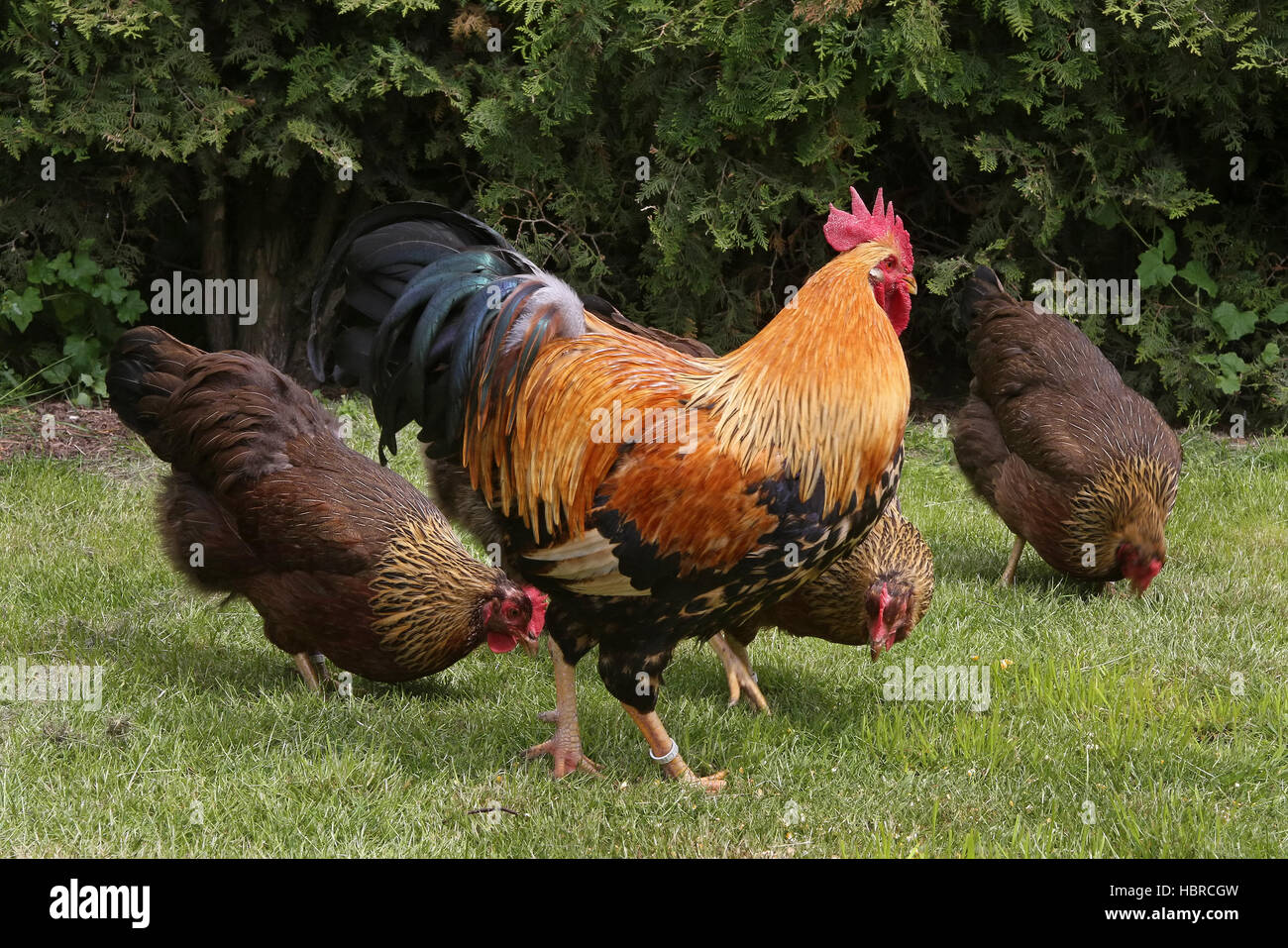 Welsumer huhn hi-res stock photography and images - Alamy