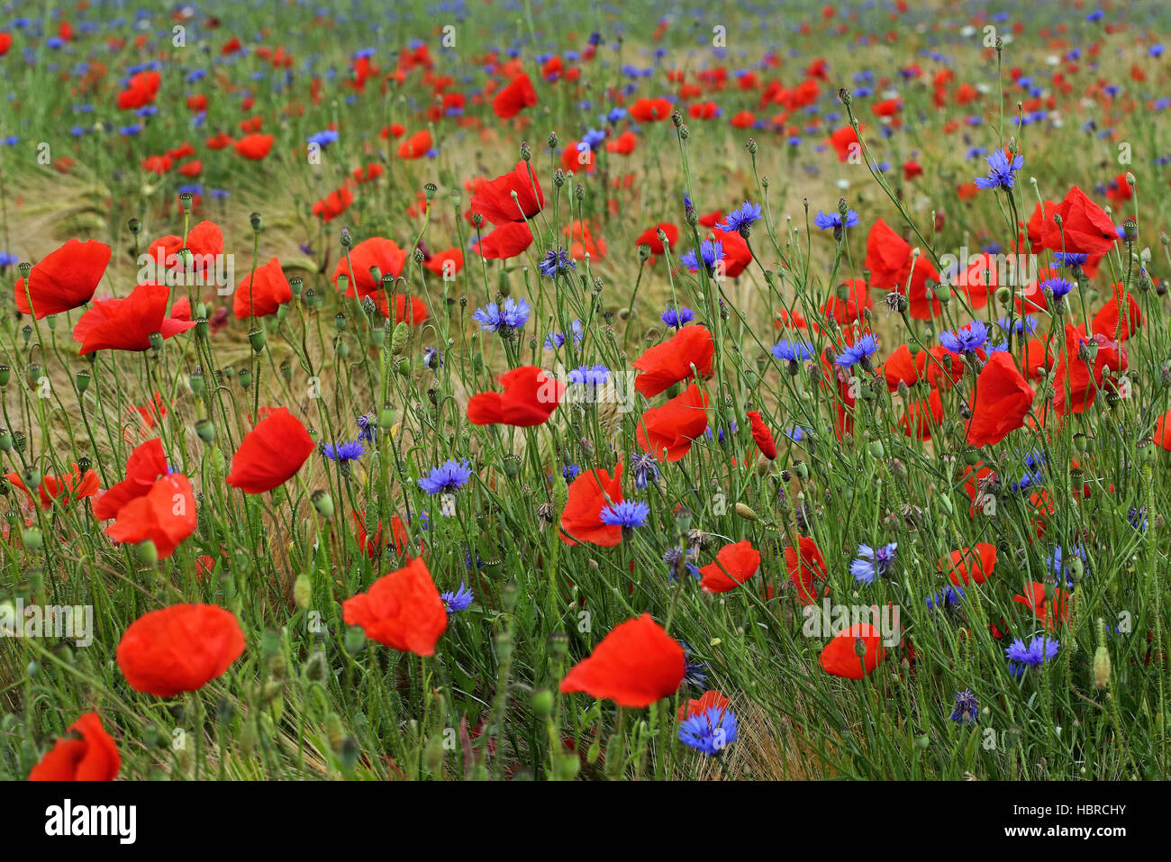 Mohn flower hi-res stock photography and images - Alamy