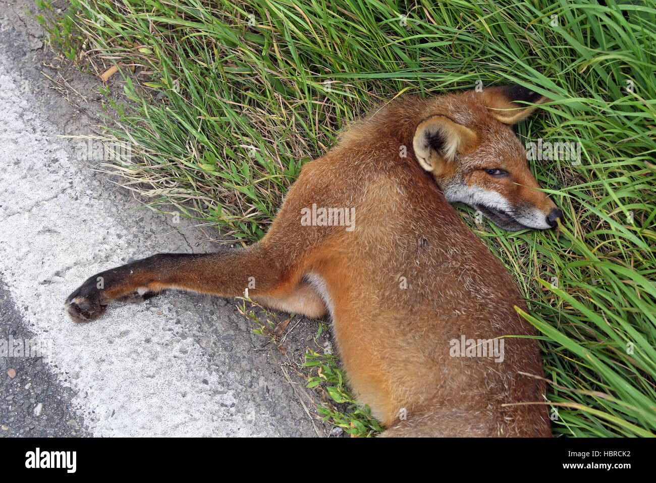Dead fox hi-res stock photography and images - Alamy