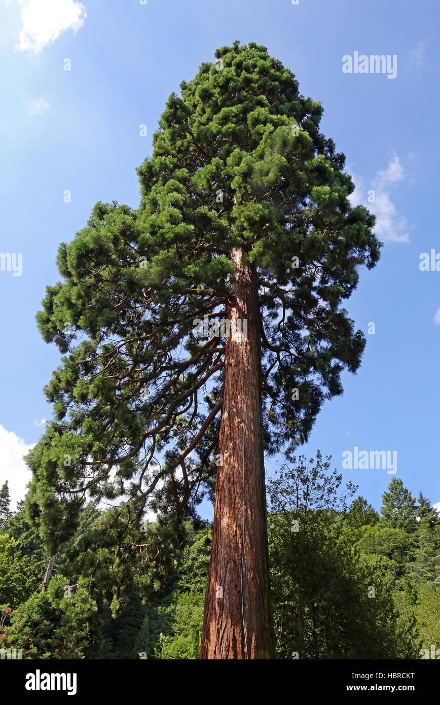 Sequoia baum hi-res stock photography and images - Alamy
