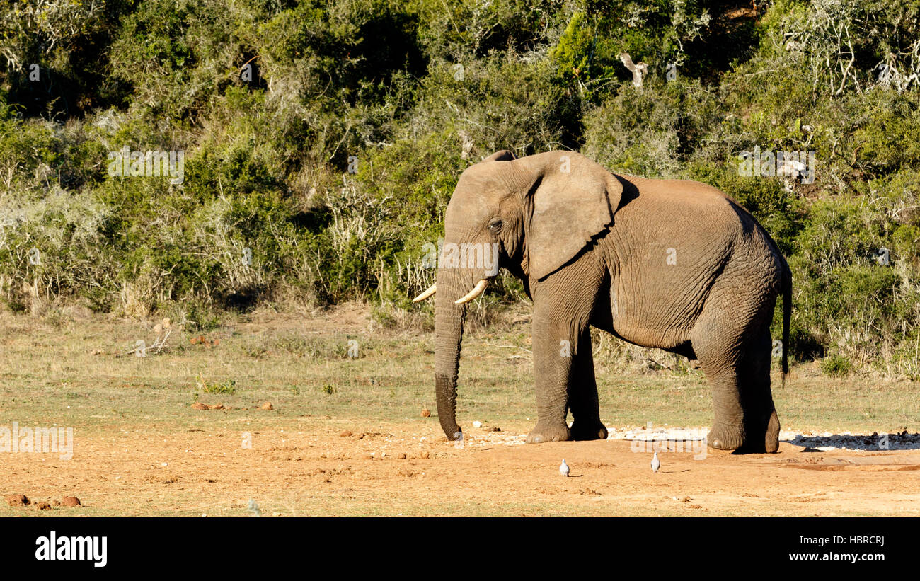 African forest with birds hi-res stock photography and images - Alamy