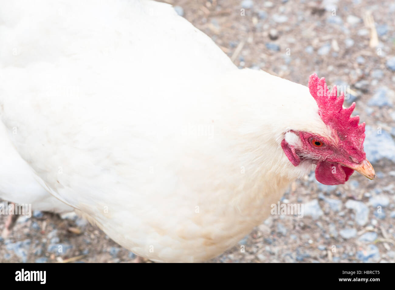 Free range chicken farm house hi-res stock photography and images - Alamy