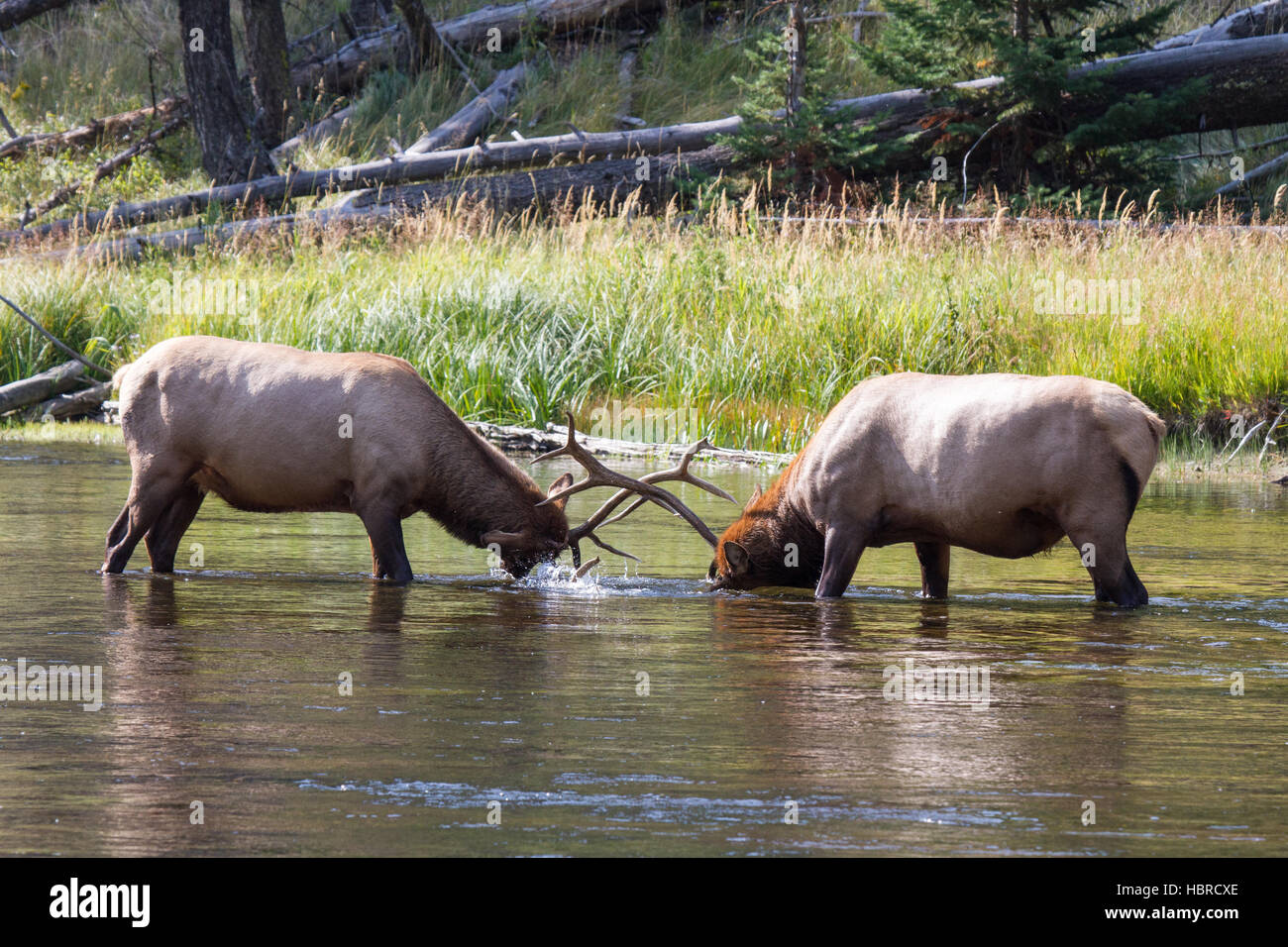 Struggling elk bulls 28 Stock Photo - Alamy