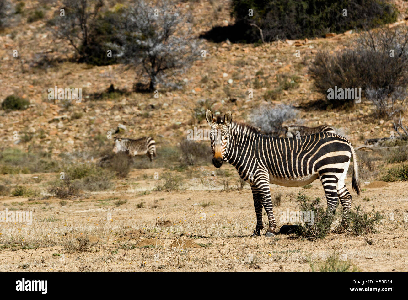 Mountain Zebra standing in a field Stock Photo - Alamy