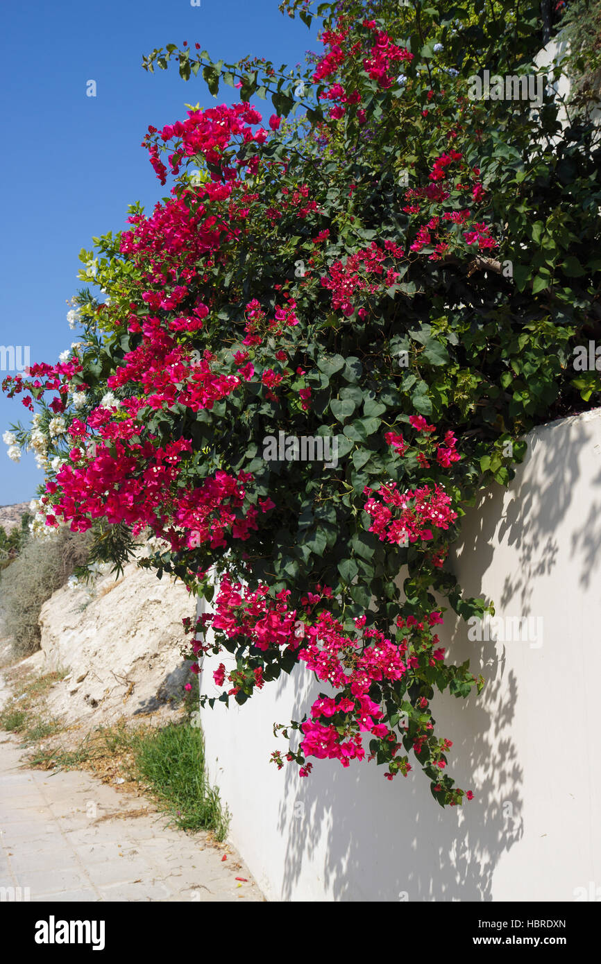 Red Bougainvillea (Bougainvillea glabra) Flowering in Cyprus Stock ...