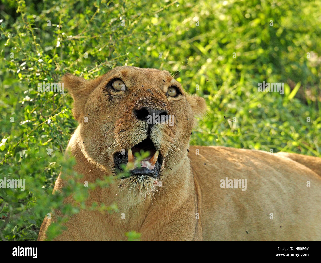 Mature lioness (Panthera Leo) in Selous Tanzania sitting in bushes ...